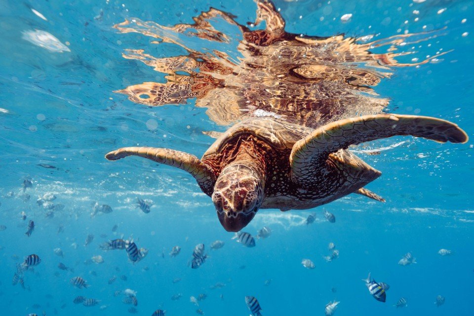 South Pacific Cruises | Pacific Island Cruise | Cruise118.com